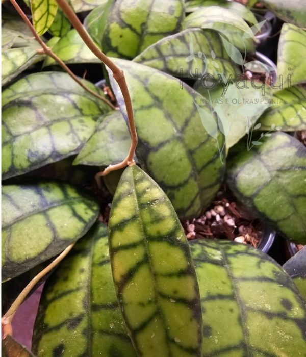 Hoya callistophylla 'Black Cat' - Hoyaqui