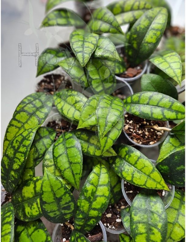 Hoya callistophylla 'Black Cat' - Hoyaqui