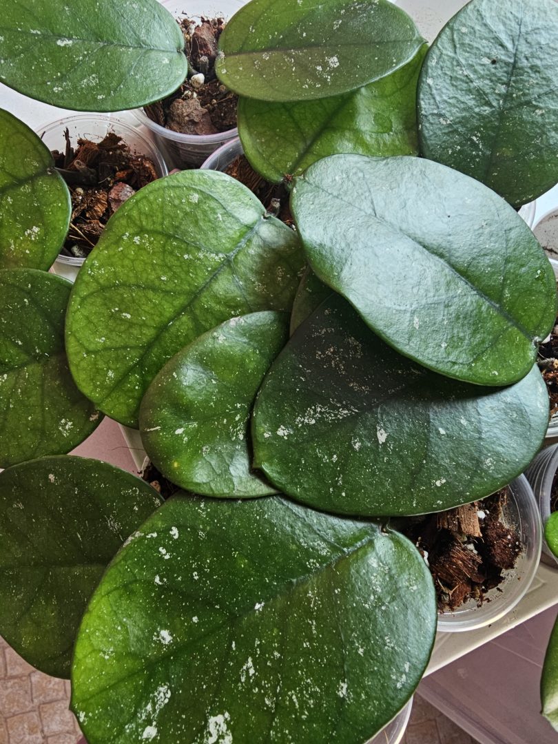 Hoya bonii (round form and splash) - Hoyaqui