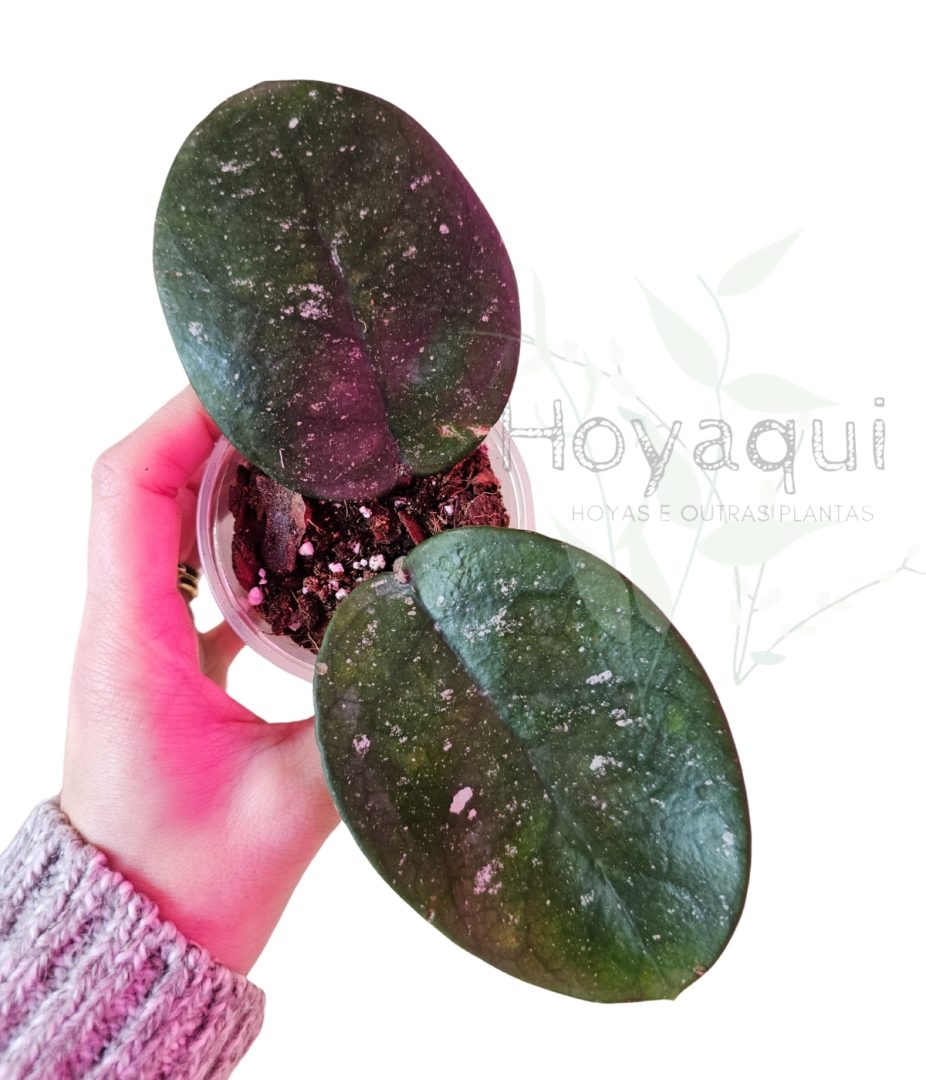 Hoya bonii (round form and splash) - Hoyaqui