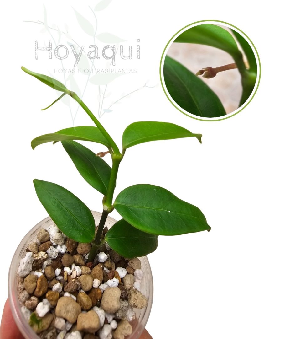 Hoya acuminata - Hoyaqui