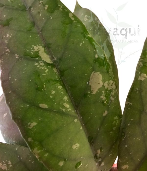 Hoya sp. Sumatra (clone 3) - Hoyaqui