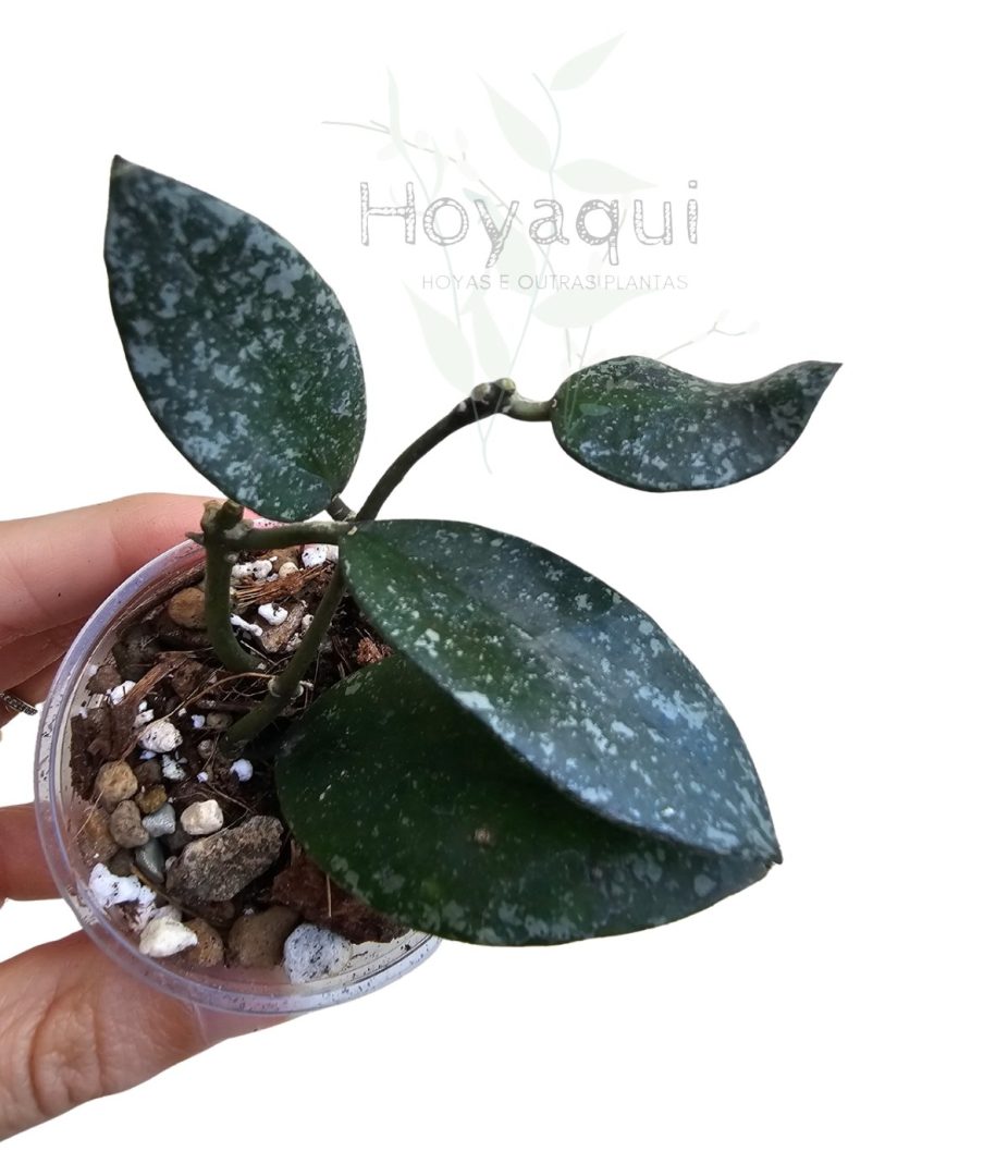 Hoya nabawanensis (splash) - Hoyaqui